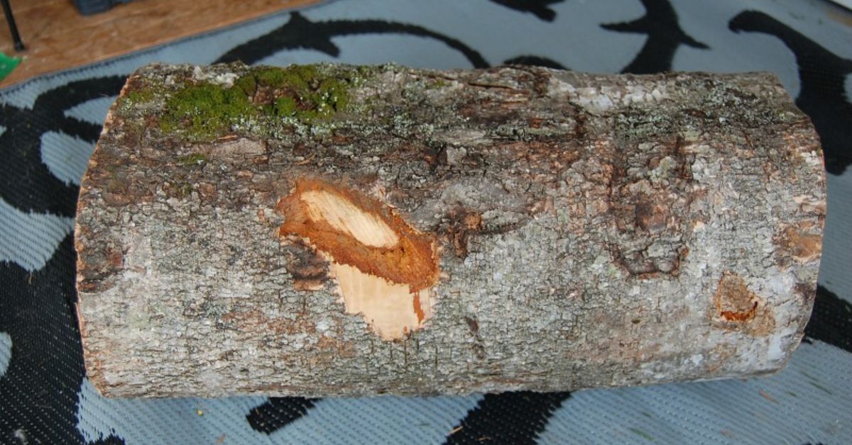 How To Turn An Old Log Into A Side Table Hometalk How To Turn An Old Log Into A Side Table Hometalk