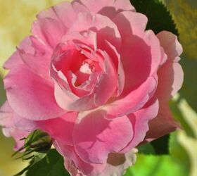 O significado secreto das cores das rosas | Hometalk