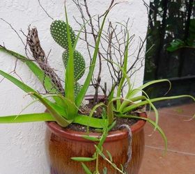 7 razones para amar el genial agave araña, también conocido como agave ...