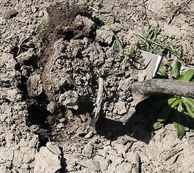 Jardineros: este es el secreto para una tierra de jardín perfecta ...