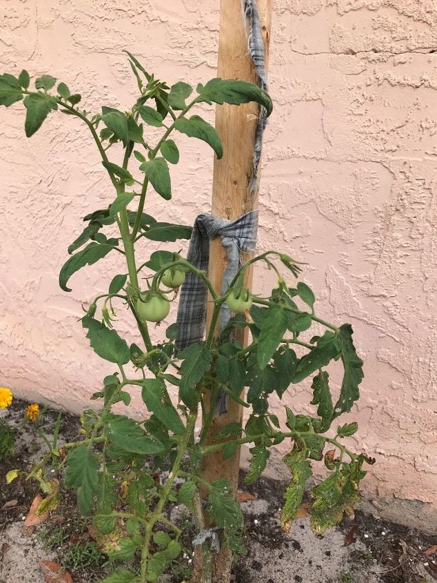 In Need Of A DIY Bug Killer For Plants Hometalk in-need-of-a-diy-bug-killer-for-plants-hometalk