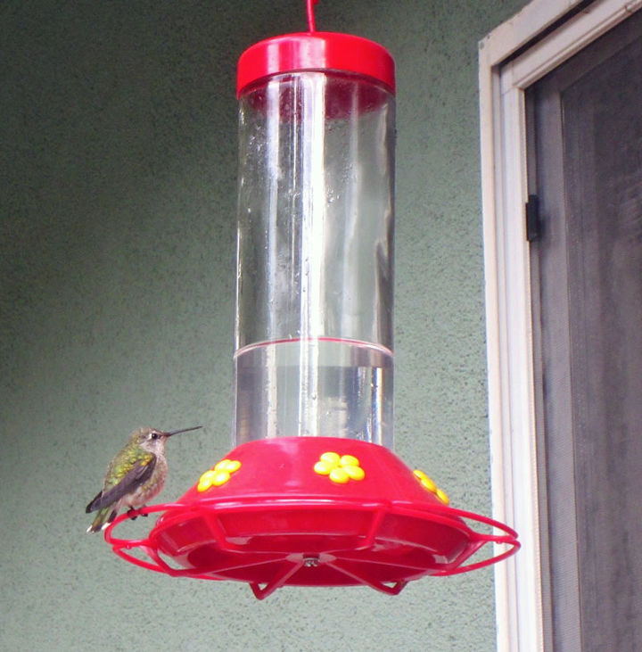 How To Make Hummingbird Food Hometalk how-to-make-hummingbird-food-hometalk
