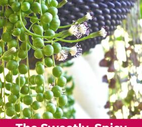 Las flores de aroma dulce y picante de la planta String of Pearls ...