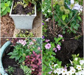 Cómo proteger tus macetas y plantas de las ardillas excavadoras | Hometalk