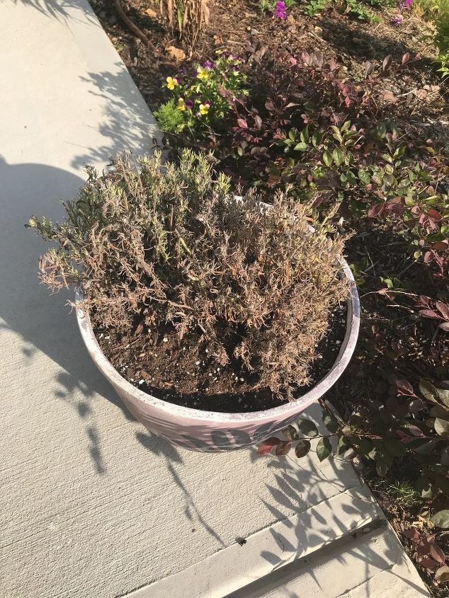Why Is My Spanish Lavender Dying Hometalk why-is-my-spanish-lavender-dying-hometalk