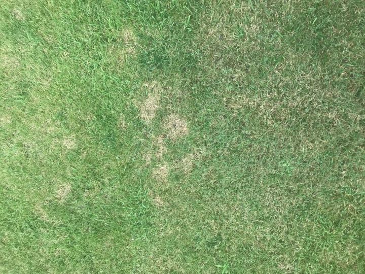 Yellow Spots On My Lawn Hometalk