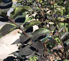 How do you get rid of the black stuff (mildew,fungus?) on crepe myrtle | Hometalk