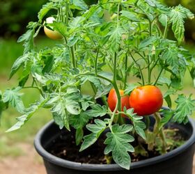 Planting tomatoes in pots store