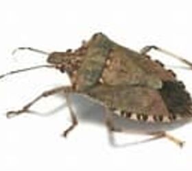 How To Make a Stink Bug Repellent With Dryer Sheets | Hometalk