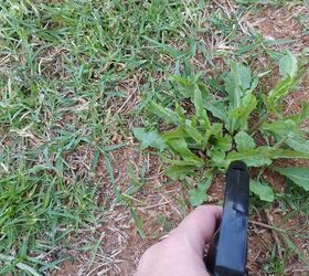 Kill Weeds Fast With This Vinegar Epsom Salt Weed Killer Recipe | Hometalk