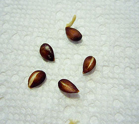 Start Your Own Apple Trees From Seeds | Hometalk