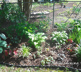 Más de 20 plantas que crecen a la sombra. | Hometalk