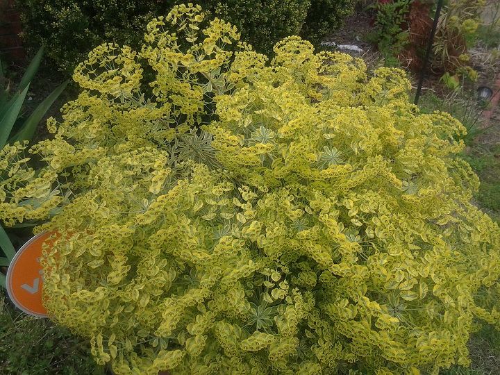 What Is The Name Of This Plant Hometalk What Is The Name Of This Plant Hometalk